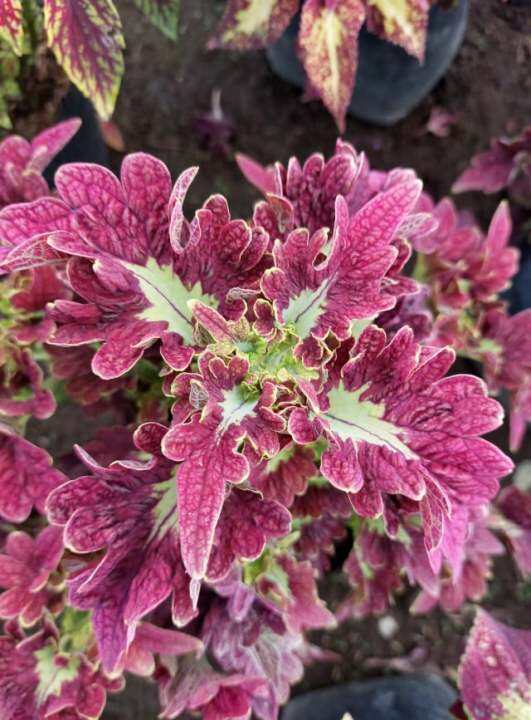 Mayana Coleus Curly Red Sunrise (Rare Mayana) with FREE plastic pot ...