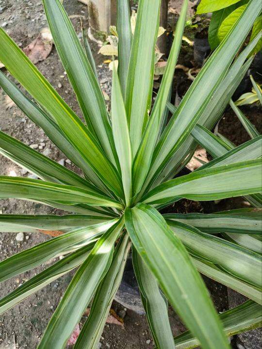 Yucca and Variegated Silver Yucca Plants (STABLE ROOT- READY TO PLANT ...