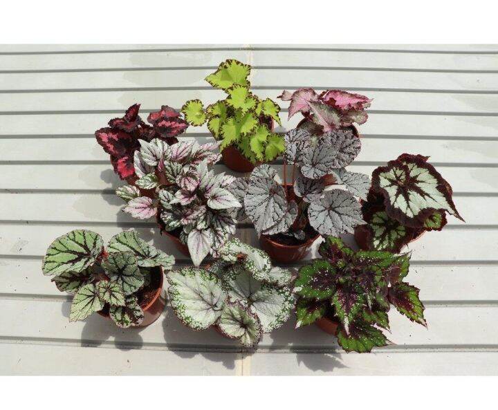 Cameron Begonia Leaf Series Large (Real Plant) Pokok Asam Batu (chosen ...