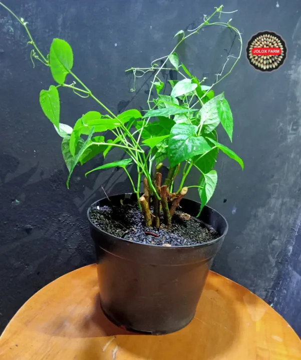 [8 POHON] BIBIT TANAMAN RAMBAT AKAR SERIBU CURTAIN IVY/CISSUS SICYOIDES ...