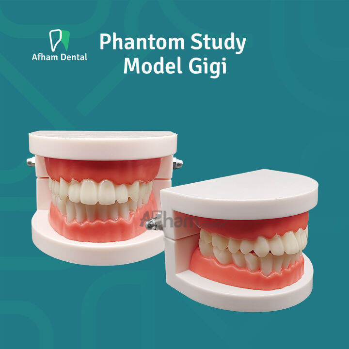 DENTAL STUDY MODEL GIGI / PHANTOM STUDY MODEL GIGI KECIL | Lazada Indonesia