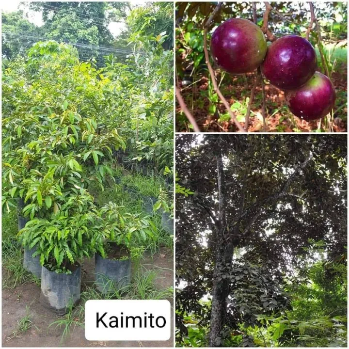 Kaimito Tree (Live Plant) with FREE plastic pot, and garden soil ...