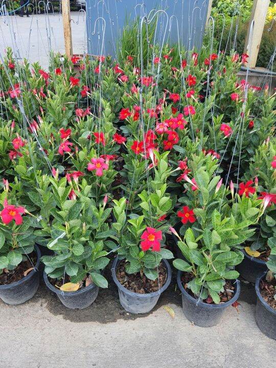 Mandevilla Aloha Red ต้นจันทร์ดารา สีแดง ไม้เลื้อย สูง 70 cm ในกระถาง 8 ...