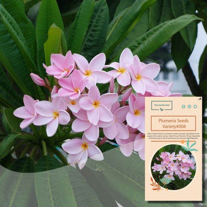 Pink Kalachuchi seeds, 50 plumeria seeds. | Lazada PH