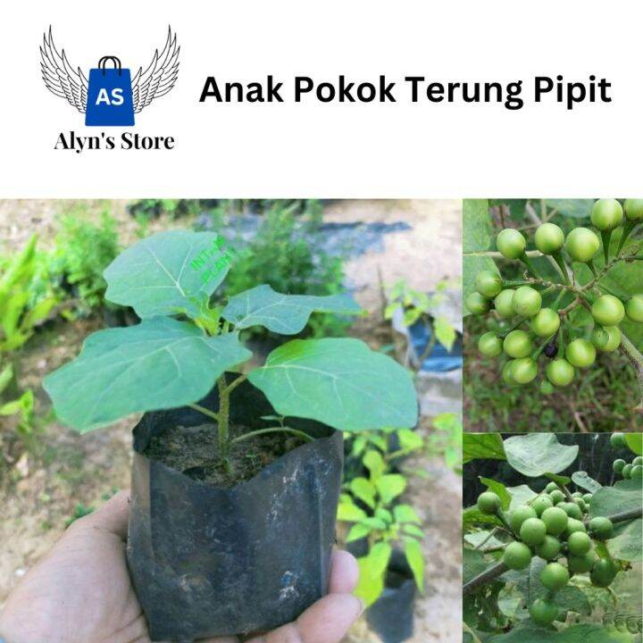 Anak Pokok Terung PIpit | Lazada