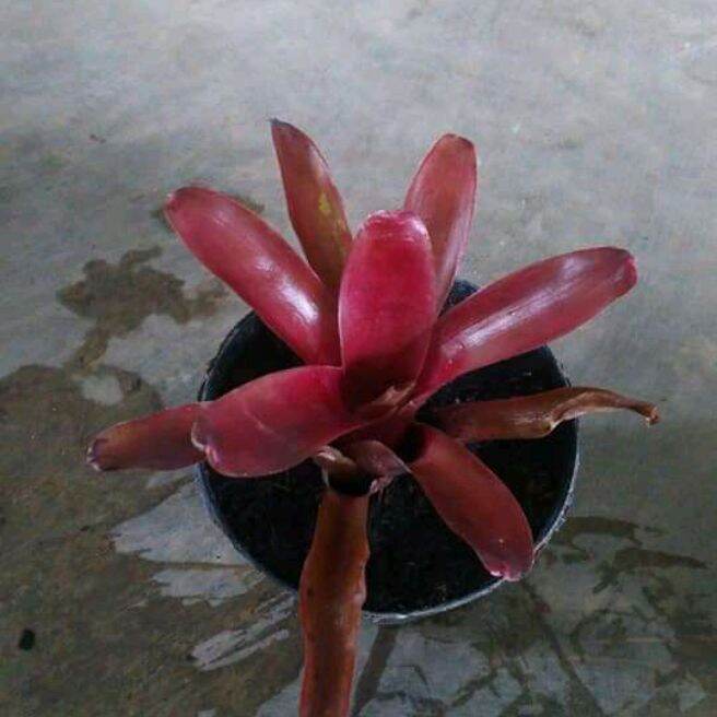 tanaman hias bromelia mini fireball/bromelia murah | Lazada Indonesia