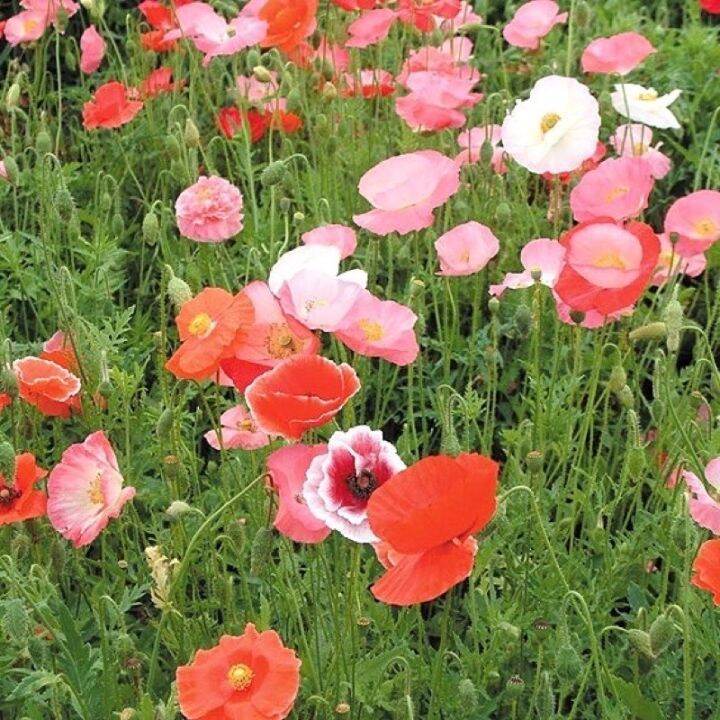 เมล็ดพันธุ์ ดอกป็อปปี้ คละสี (Poppy Flower Mix Seed) บรรจุ 50 เมล็ด ...