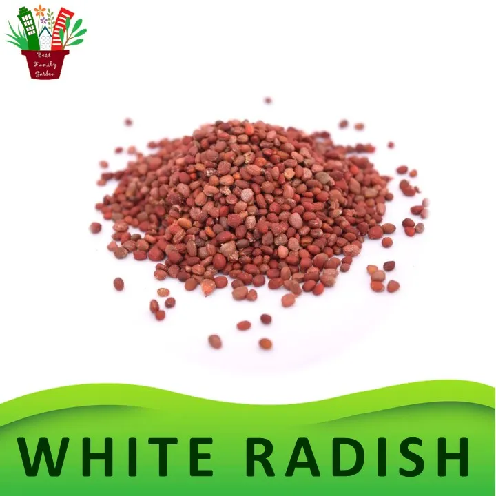 Best Family Garden's Repacked Seeds - White Radish (10 seeds) | Lazada PH