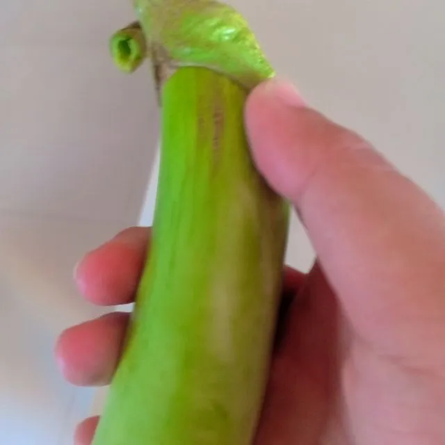 Eggplant Lucky Green Oriental Eggplant Talong 50 seeds 50 seeds (not ...