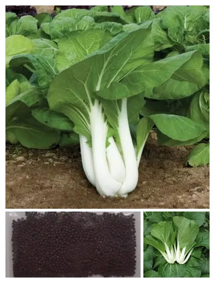 Pechay Plants