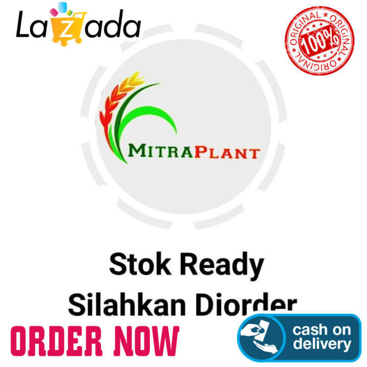 Bibit Pohon Buah Markisa Jumbo/Besar/Giant - Tanaman Rambat Buah Erbis ...