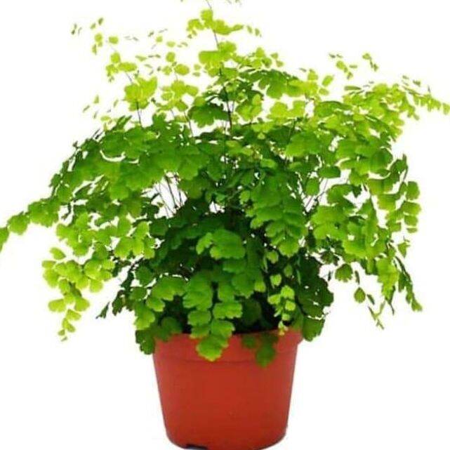 pohon suplir - tanaman hias suplir | Lazada Indonesia