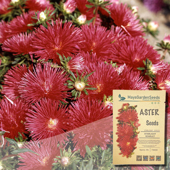 Aster Starlight Scarlet Seeds, Starlight Series, Callistephus Chinensis Seeds, Flower Seeds#239 ...