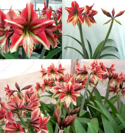 Amaryllis "Lerio Plant" comes with a pot | Lazada PH