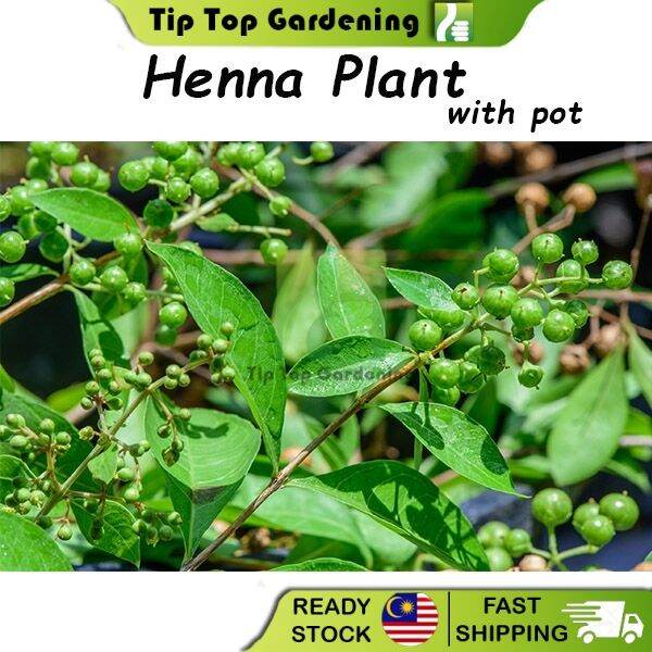 Henna Mehandi Mignonette Plant with plastic pot Pokok Tanaman Inai ...