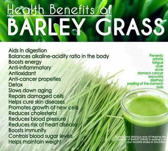 BEST SELLER! Original Amazing Pure Organic Barley Grass Powder - Helps ...