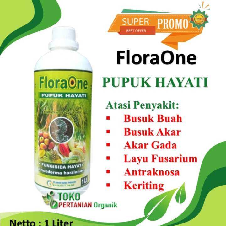 Obat Layu Fusarium pada Tanaman Cabe-Tomat- Melon, Fungisida Hayati FLORAONE untuk Busuk Akar ...