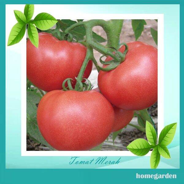 Bibit Tomat Merah Besar Benih Tomat Sayur Bibit Tanaman Sayuran ...