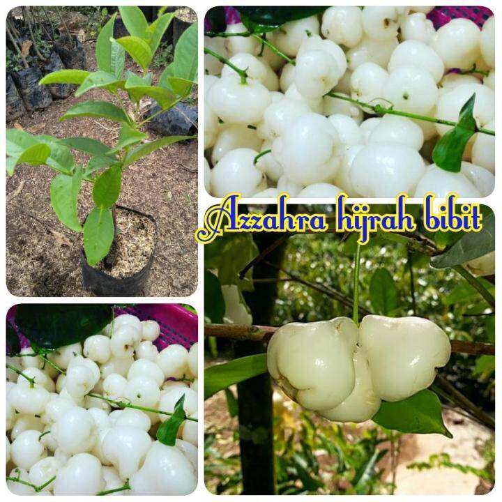 bibit jambu air kancing putih | Lazada Indonesia