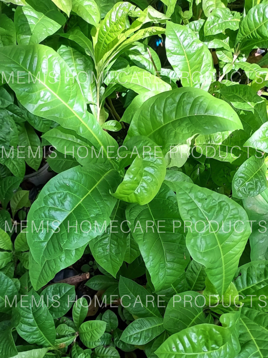 Miracle Tree / Calabash Tree seedling (live plant) | Lazada PH