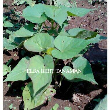 BIBIT KETELA RAMBAT/ UBI JALAR | Lazada Indonesia
