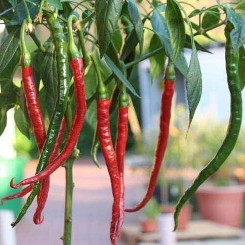 60 เมล็ด พริกยาว โจลอง | Lazada.co.th