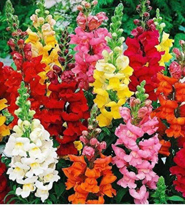 Snap Dragon Flower Seeds Home Garden Tropical Seed with "Freebies ...