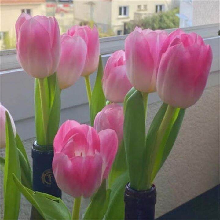 Ouya Tulip Seed Pellet Indoor and Outdoor Balcony Bonsai Good Feeding ...