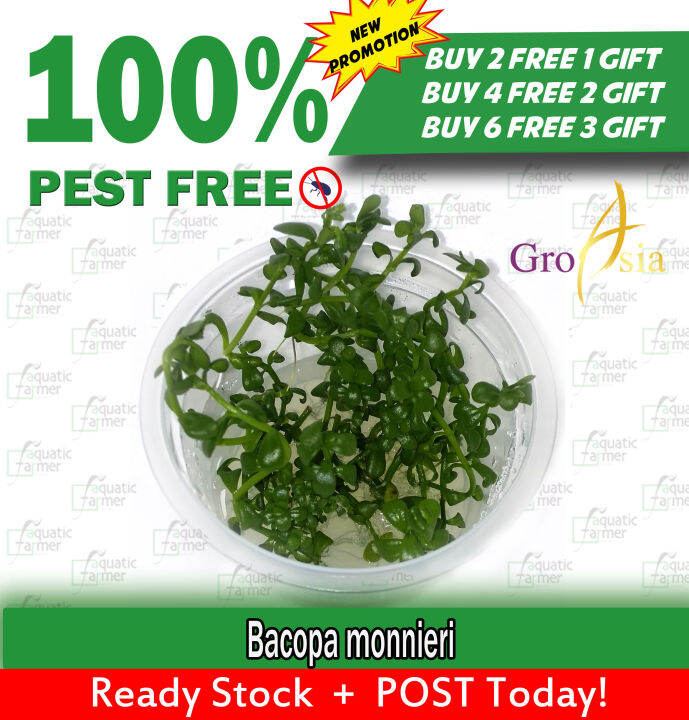 Bacopa monnieri Tissue Culture (Aquatic Plant) Buy 2 Free 1 Gift | Lazada