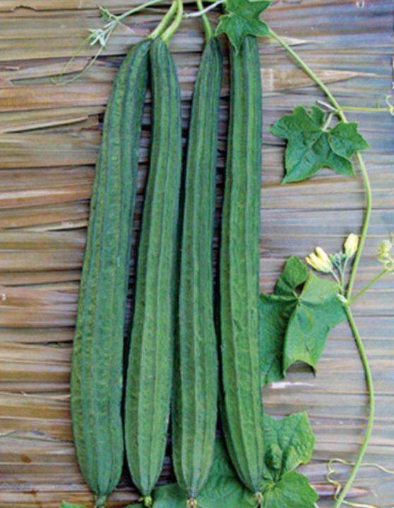 PATOLA TAGALOG SEEDS (It's a seed, not a plant!) - Luffa Ridged Variety ...