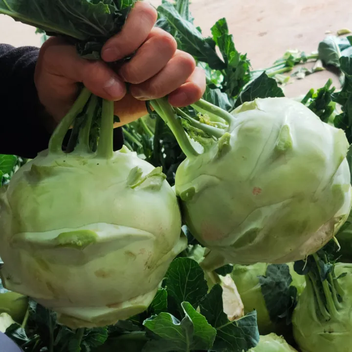Kohl Rabi Seed Kohlrabi Brassica Vegetable Seeds for Planting High ...