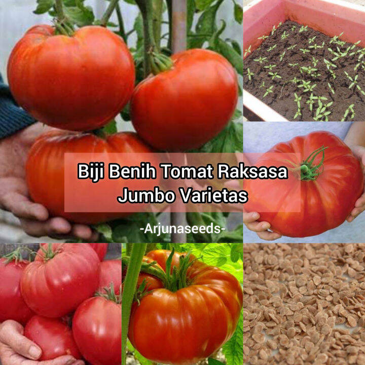 ARJUNA 30 Biji Bibit Benih Tomat Raksasa Giant Original Import / Benih ...