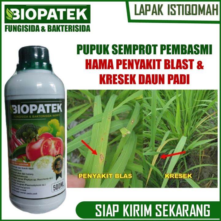 OBAT Semprot Padi Blast Hawar Kuning kerdil Daun padi Terbaik Pupuk ...