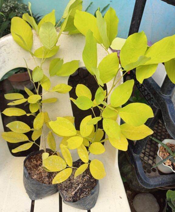 Desmodium or Yellow or Golden Legume tree JAPANESE TREE -1 pc. rooted ...