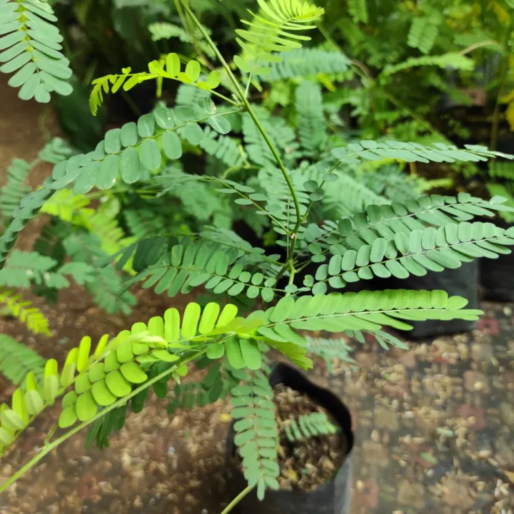 Bibit Tanaman Saga Daun Saga Pohon Saga Untuk Panas Dalam Dan Sariawan ...