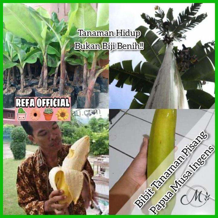 REFA BIBIT TANAMAN HIDUP PISANG RAKSASA PAPUA MUSA INGENS / MEJA ...