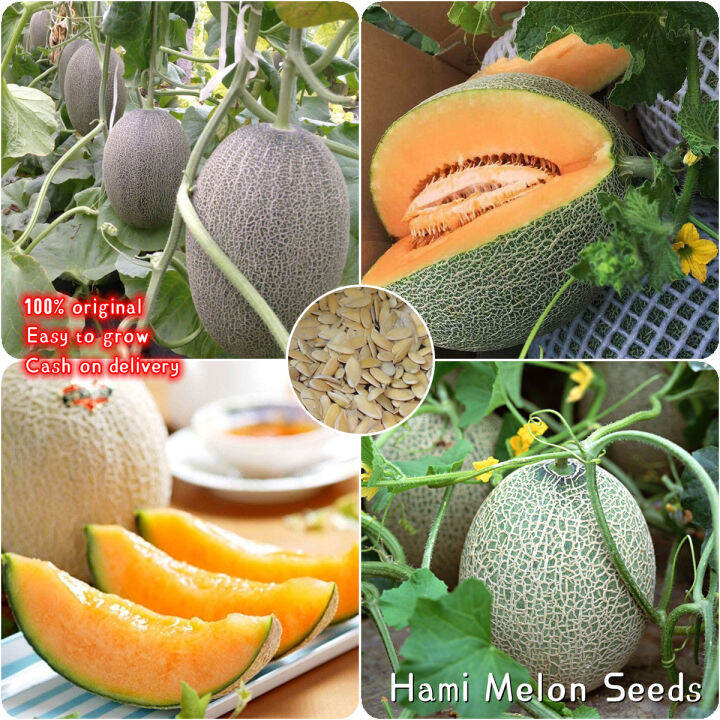 Fast Delivery 100% Authentic Hami Melon Seeds Fruit Tree Seeds tropical ...