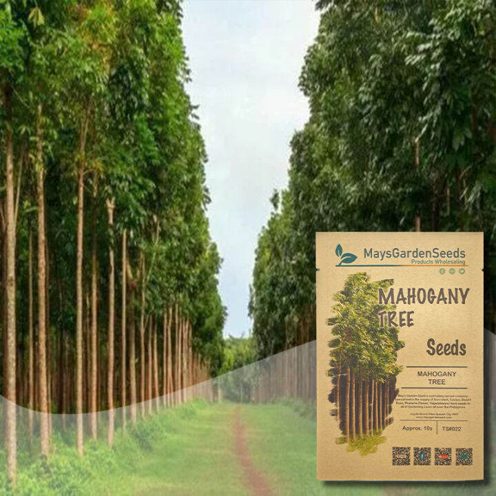 Mahogany Seeds, Tree Seeds#022 | Lazada PH