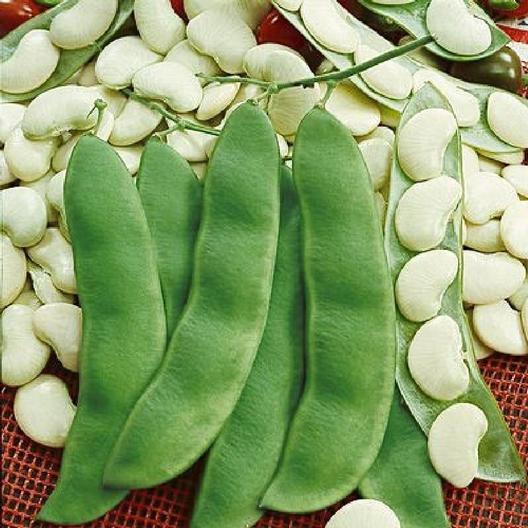 Lima Beans PATANI Seeds 18-20pcs 10grams Plants Fruits Herbs Vegetables ...