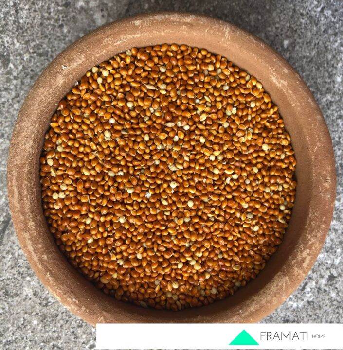Red Millet Bird Seed for Lovebirds, Budgies, African, Etc | Lazada PH