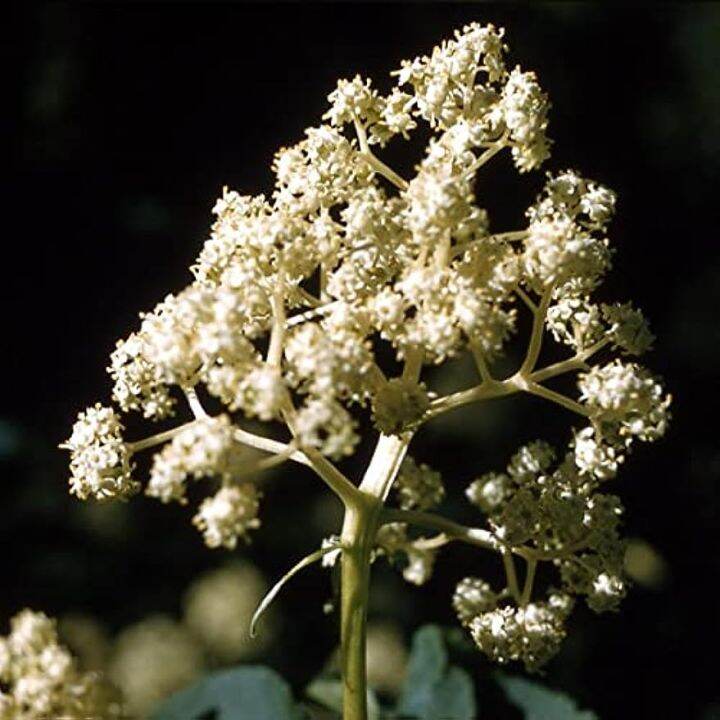 Black Berried Elder Seeds - Sambucus Racemosa Melanocarpa Tree Seeds ...