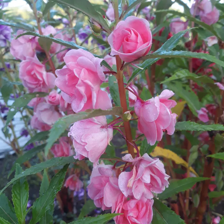 20 Biji Benih Bunga Pacar Air Pink Tumpuk Impatiens Balsamina Benih ...
