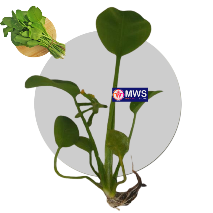 BIBIT GENJER GENDOT tanaman air sayuran mws official store | Lazada ...