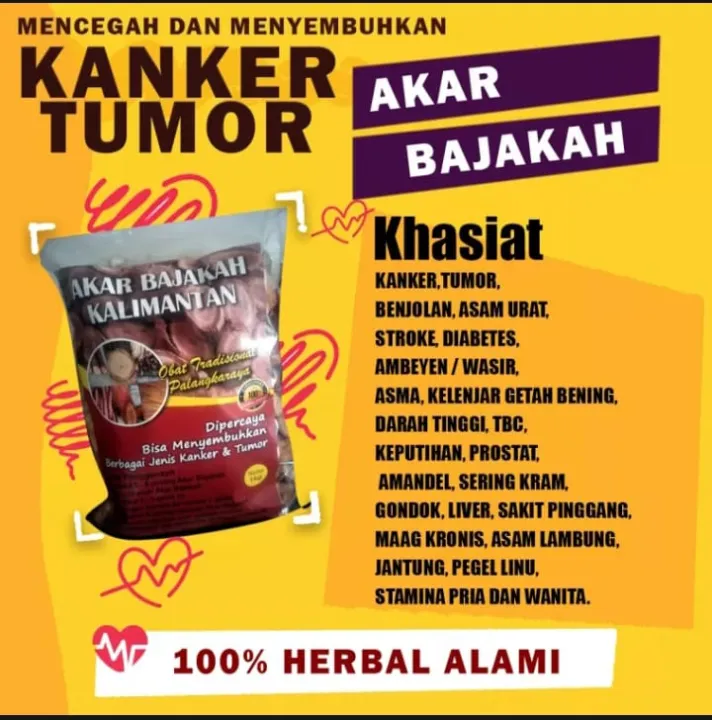 Akar Bajakah Tampala Asli Kalimantan Kayu bajakah Tempala Super ...