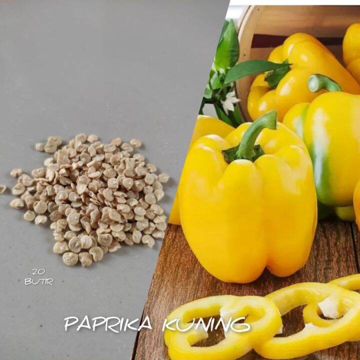 20 BUTIR BIJI/BENIH PAPRIKA KUNING (YELLOW CAPSICUM PAPRIKA) | Lazada ...