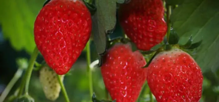 Akihime Strawberry Seeds for Planting (10 seeds) FRUIT | Lazada PH