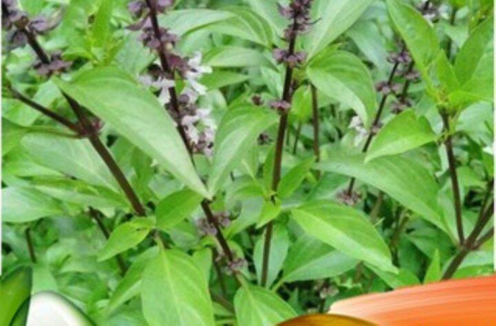 Aromatic Basil Tree/ Pokok Selasih Wangi/ 香叶羅勒树 + Free Pot + Free 20g ...