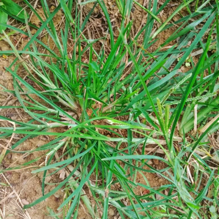 RUMPUT BELULANG ATAU TANAMAN JAMPANG. KEMASAN 500 grm | Lazada Indonesia