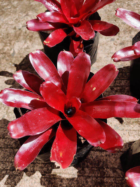 Neoregelia 'Fireball' Bromeliad | Lazada PH