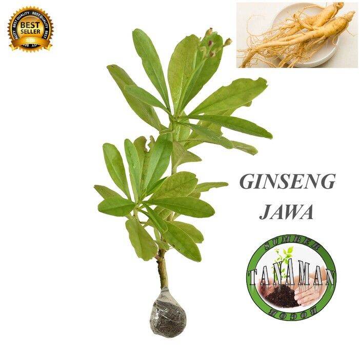 BIBIT POHON TANAMAN GINSENG JAWA / SOM JAWA | Lazada Indonesia